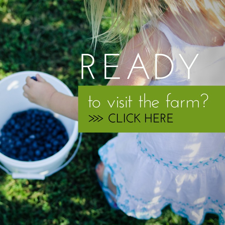 The Rusty Plow Farm – A U-Pick Blueberry Farm in the beautiful ...